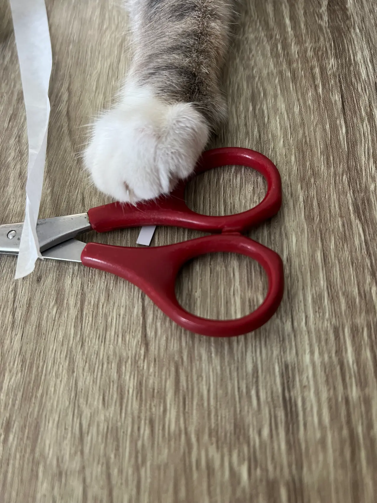 Mardi 25 novembre 2024 - CRéAdeS